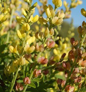 Baptisia x 'Solar Flare Prairieblues' Wild Indigo from Quackin Grass ...