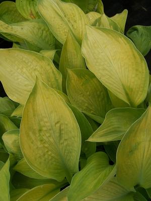 Hosta 'Rascal' Hosta (Very Large) from Quackin Grass Nursery