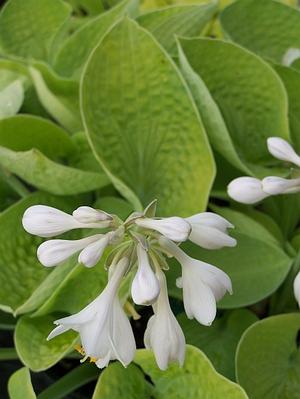 Hosta 'Golden Sunburst' Hosta (Large) from Quackin Grass Nursery