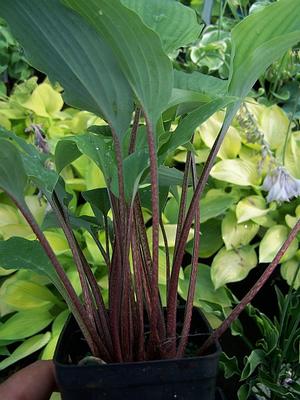Hosta 'Red October' Hosta (Medium) from Quackin Grass Nursery