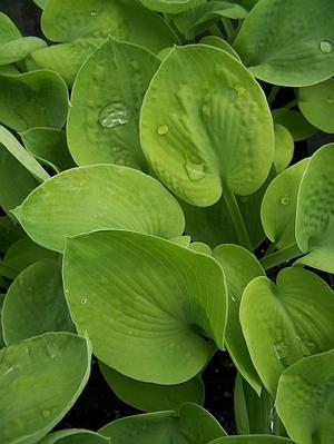Hosta 'Tokudama Aureonebulosa' Hosta (Medium) from Quackin Grass Nursery