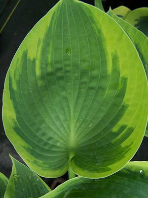 Hosta 'Tokudama Flavocircinalis' Hosta (Medium) from Quackin Grass Nursery