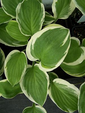 Hosta 'Wolverine' Hosta (Medium) from Quackin Grass Nursery