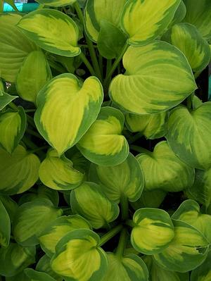 Hosta 'Wylde Green Cream' Hosta (Small) from Quackin Grass Nursery