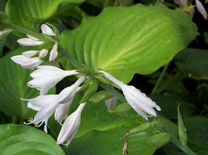 Hosta 'Moonlight Sonata' Hosta (Large) from Quackin Grass Nursery