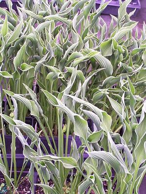 Hosta 'Praying Hands' Hosta (Medium) from Quackin Grass Nursery