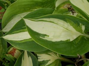 Hosta 'Chain Lightning' Hosta (Small) from Quackin Grass Nursery