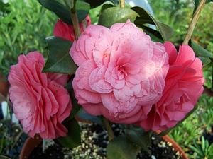 Camellia japonica 'April Rose' Camellia from Quackin Grass Nursery