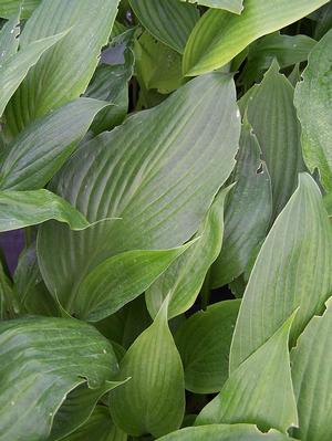 Hosta 'Harvest Dandy' Hosta (Small) from Quackin Grass Nursery