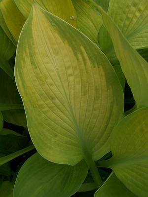 Hosta 'Rascal' Hosta (Very Large) from Quackin Grass Nursery