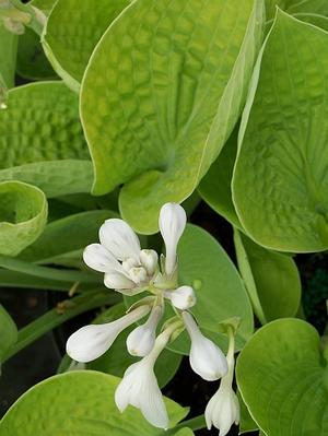 Hosta 'Golden Sunburst' Hosta (Large) from Quackin Grass Nursery