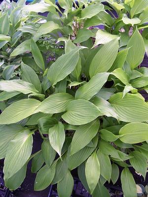 Hosta 'Harvest Dandy' Hosta (Small) from Quackin Grass Nursery