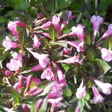 Weigela florida 'Java Red'