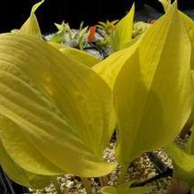 Hosta 'Designer Genes'